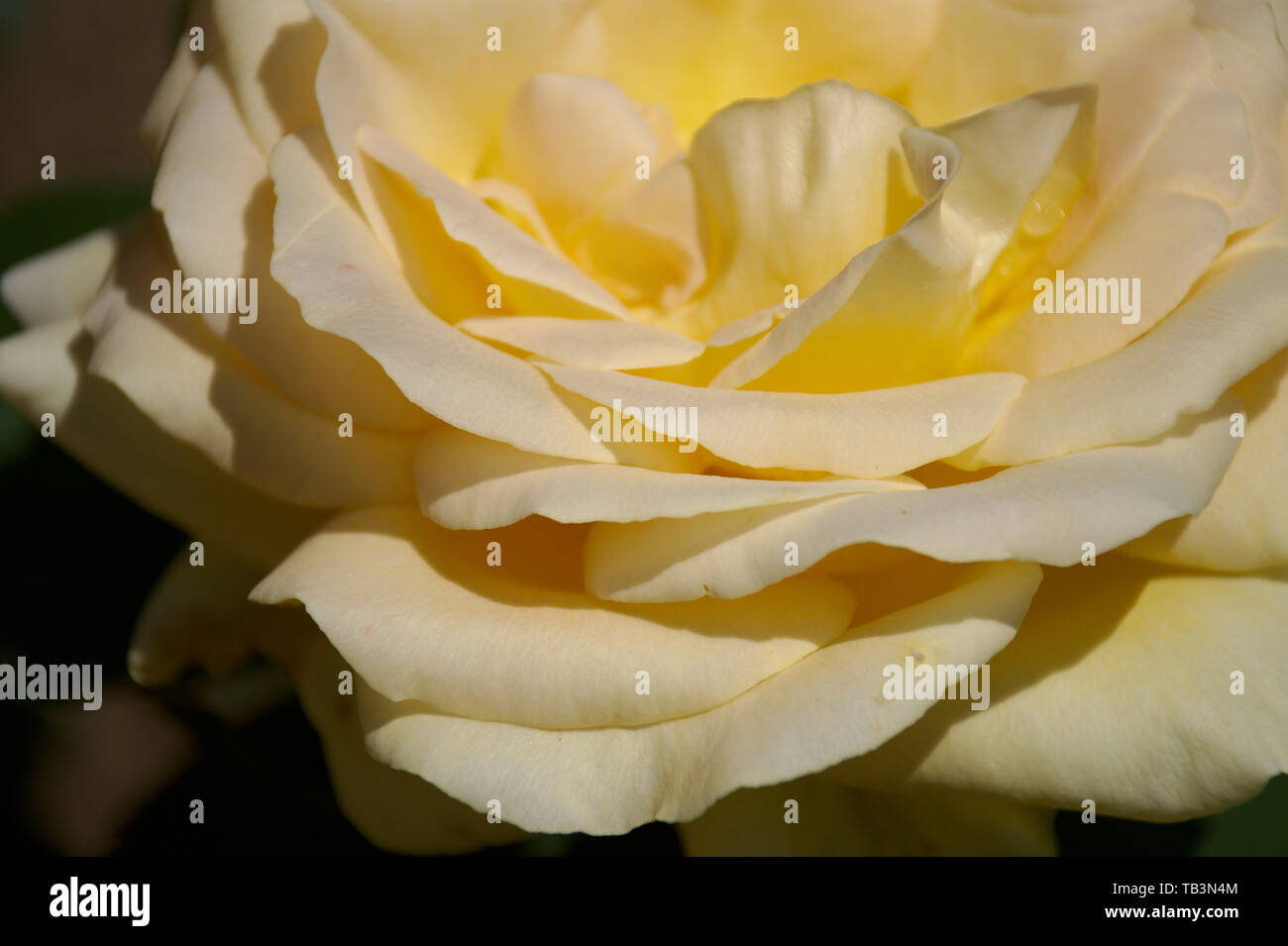 Macro closeup of white Rose Stock Photo - Alamy