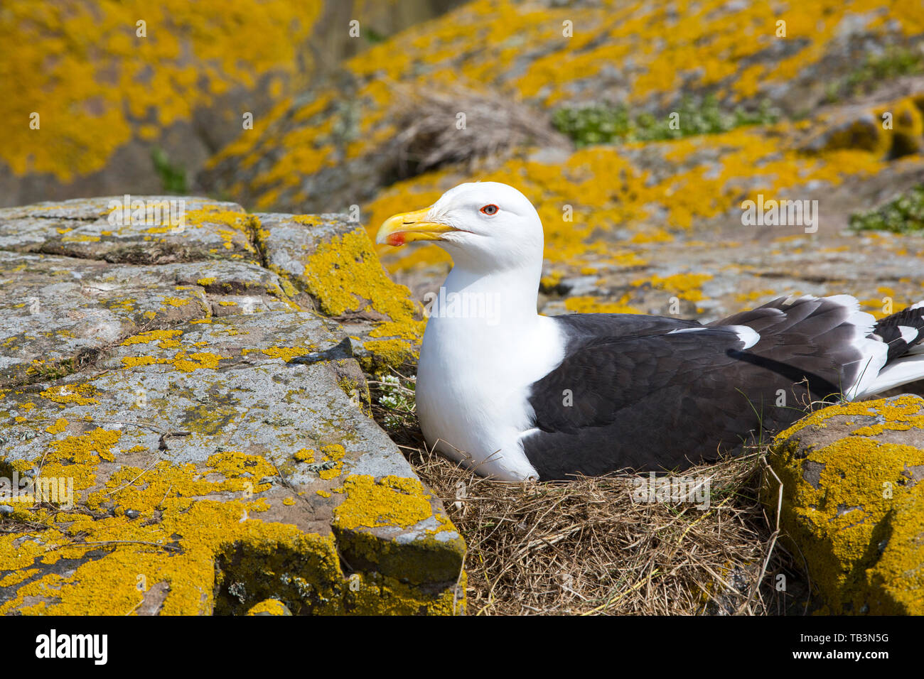 Greater black Backed Gull nesting on the Farne Islands, Northumberland ...