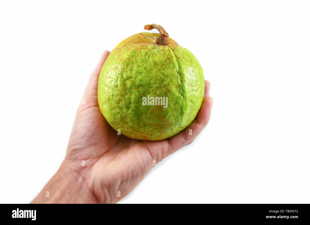 Fresh green guava fruit in hand isolated on white background / Psidium ...