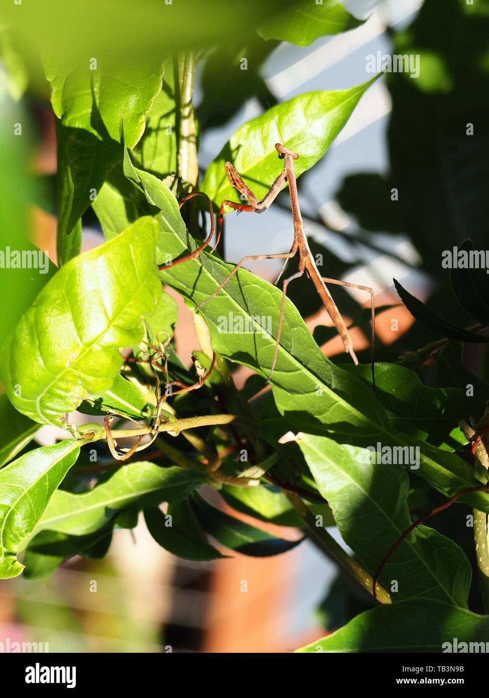 Praying Mantis insect on a leaf in the green leafy garden Stock Photo ...