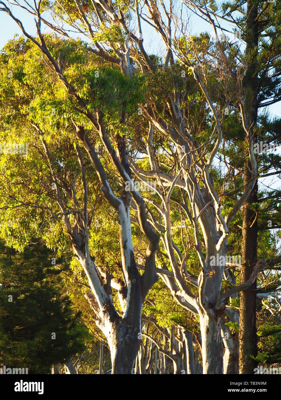 Beautifully tangled branches of some sunlit Gum Eucalyptus Trees and a ...