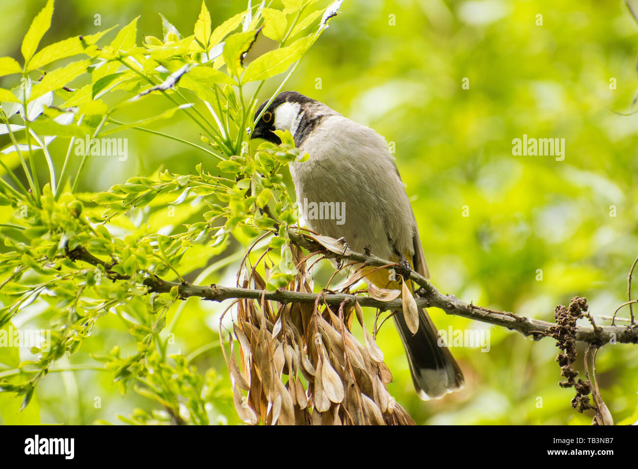 Iraqi bulbul hi-res stock photography and images - Alamy