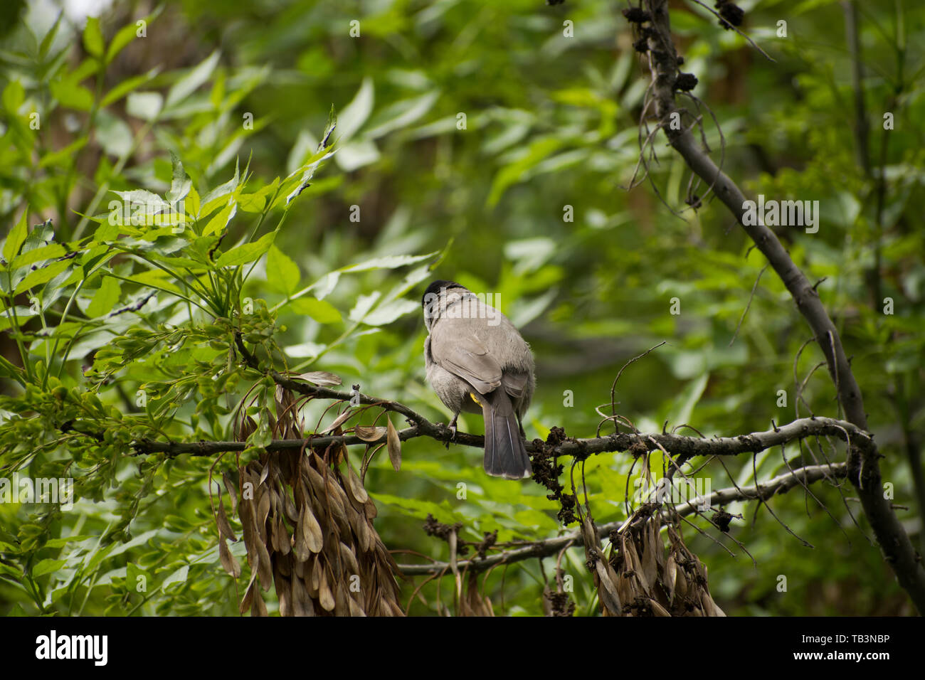 Iraqi bulbul hi-res stock photography and images - Alamy