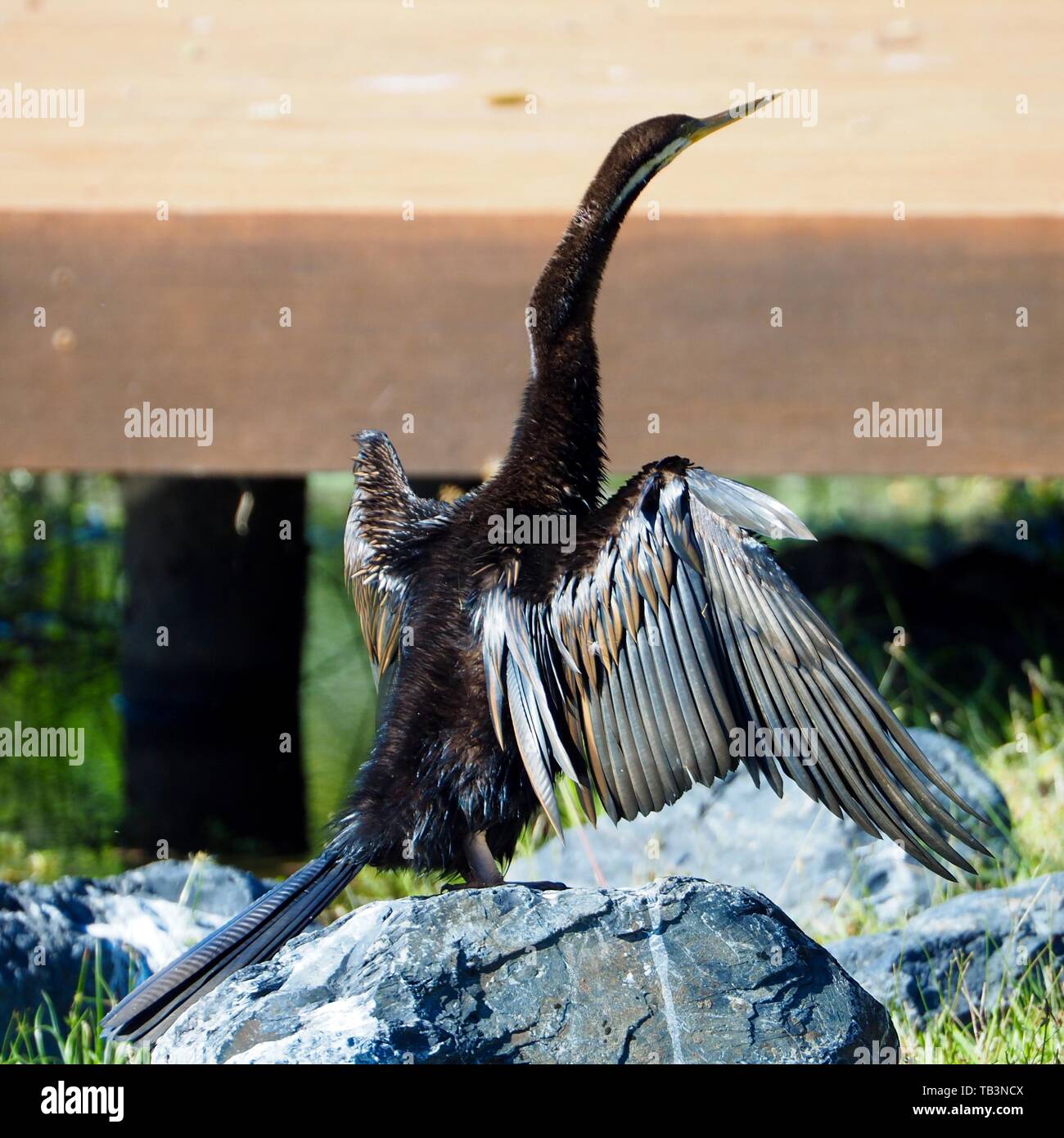 Australasian Darter Bird Drying it's wings Stock Photo - Alamy