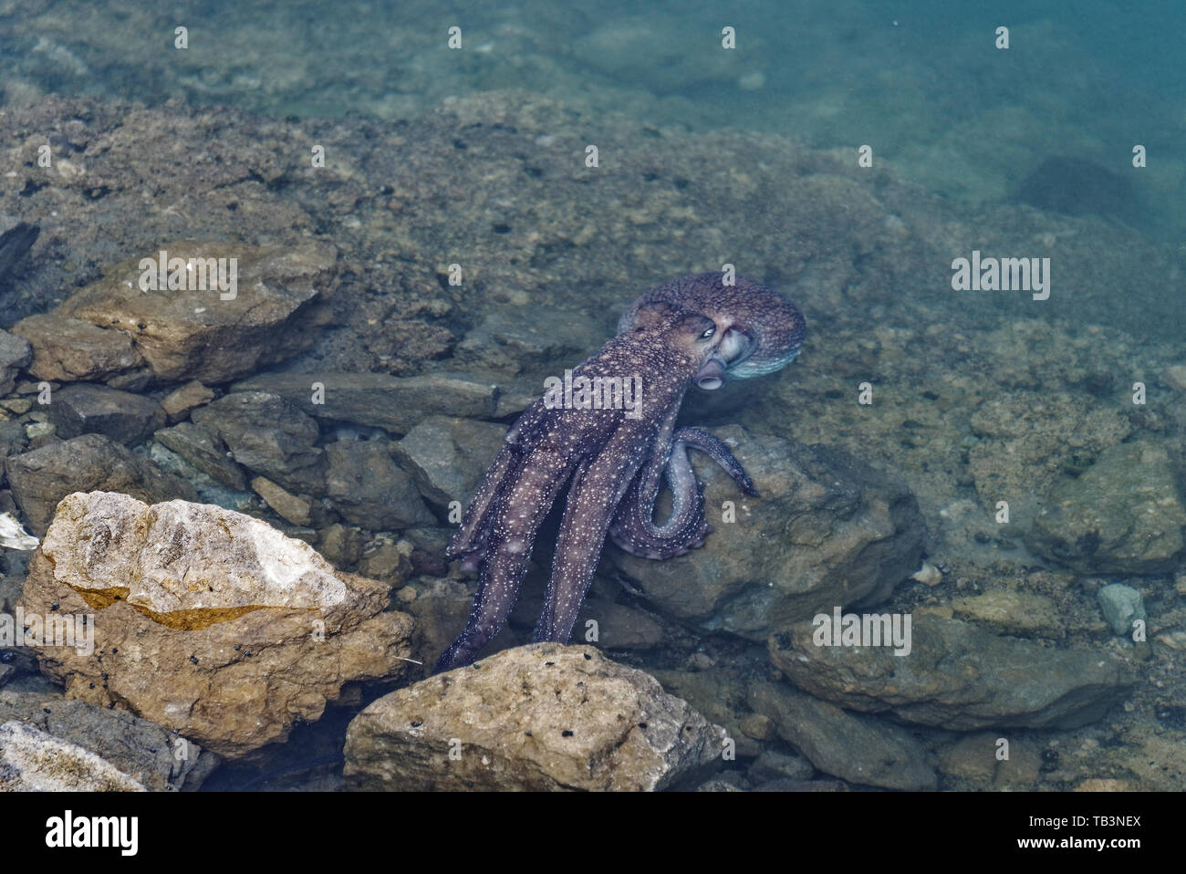 Tentacles octopus hi-res stock photography and images - Alamy