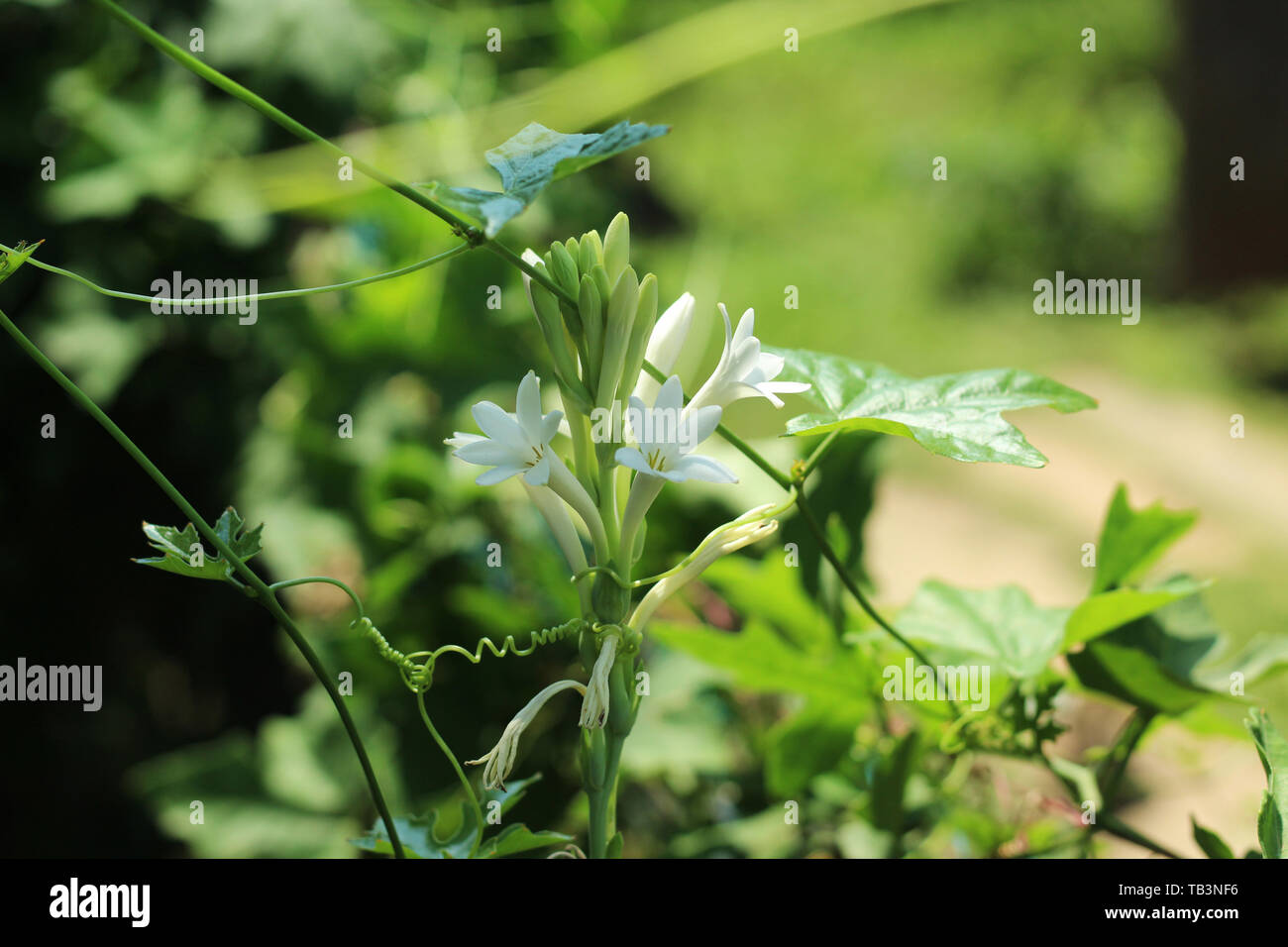 Rajnigandha tuberose flower in the garden beautiful nature Stock Photo ...
