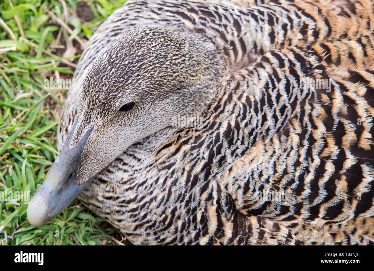A Common Eider, Somateria mollissima nesting on the Farne Islands ...