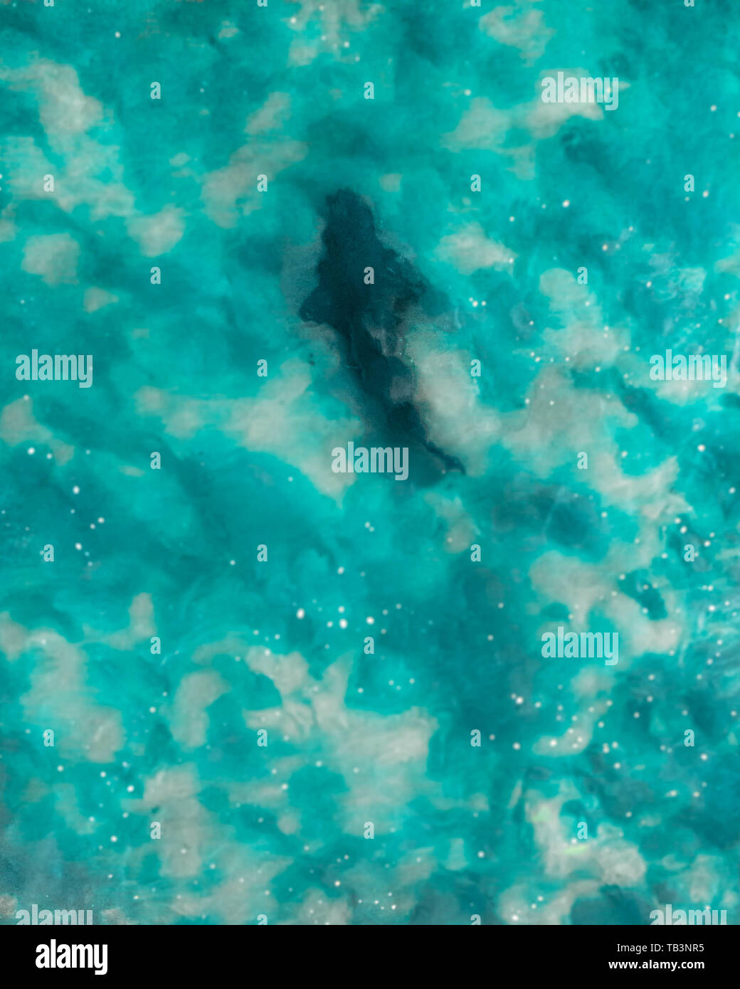 Aerial point of view of a shark swimming in shallow blue water Stock ...