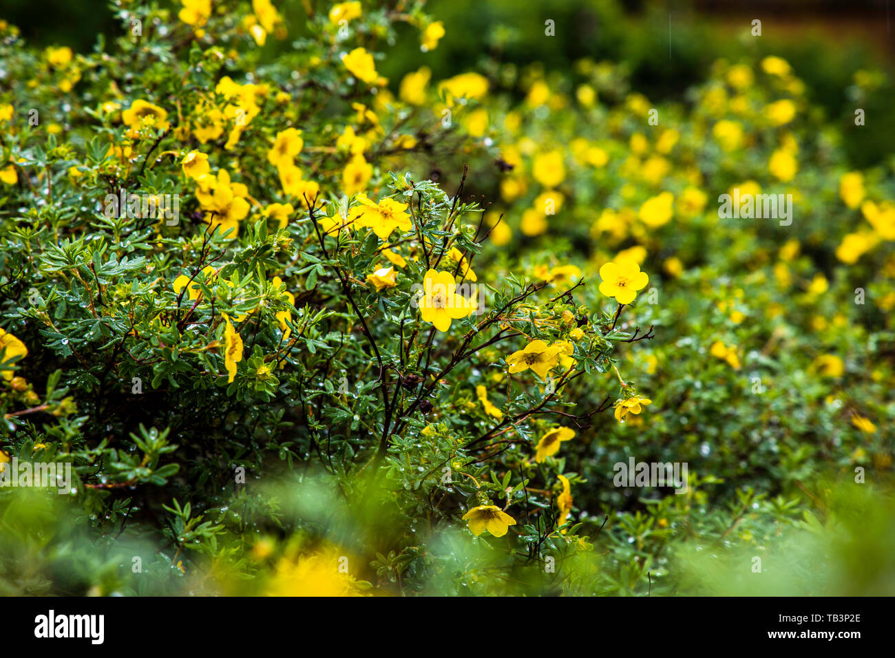 Yellow western buttercup ( Ranunculus occidentalis) background Stock ...