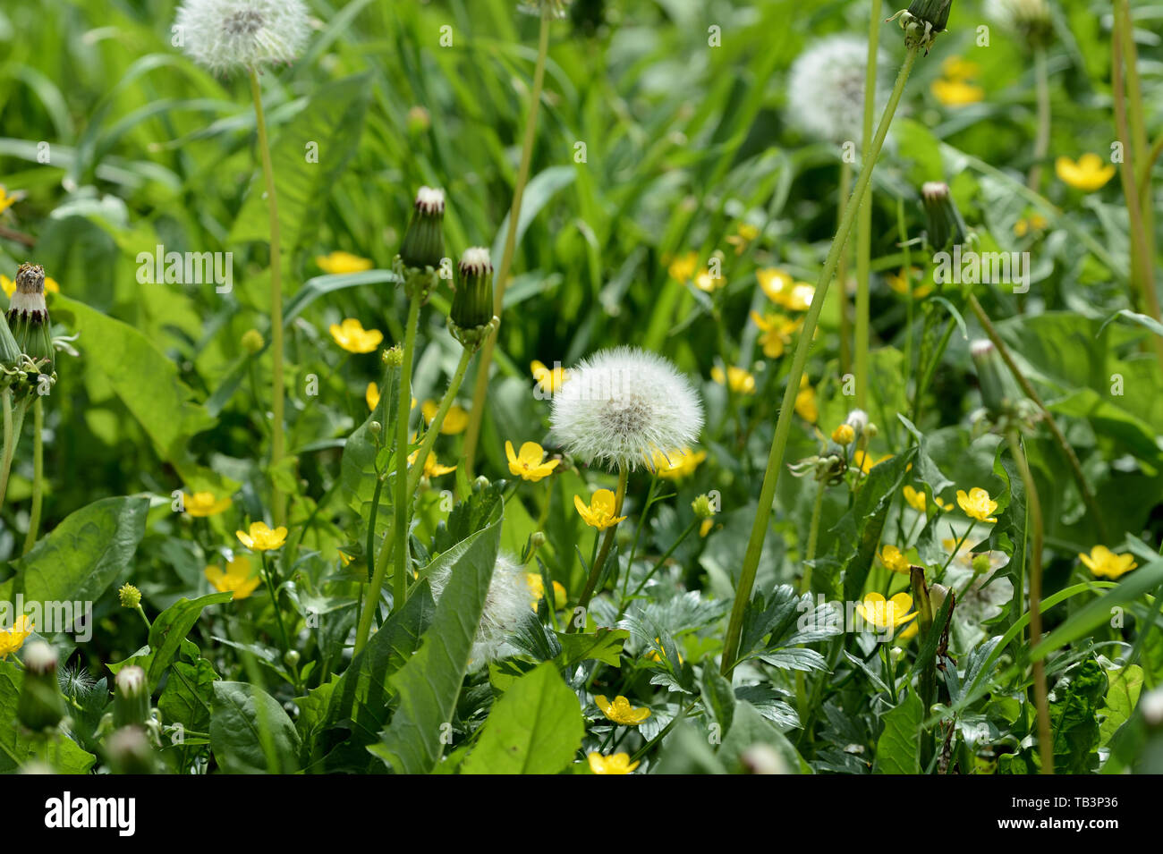 Ripe grass hi-res stock photography and images - Alamy