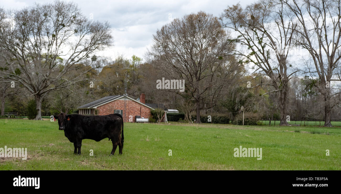 Lone single pasture hi-res stock photography and images - Alamy