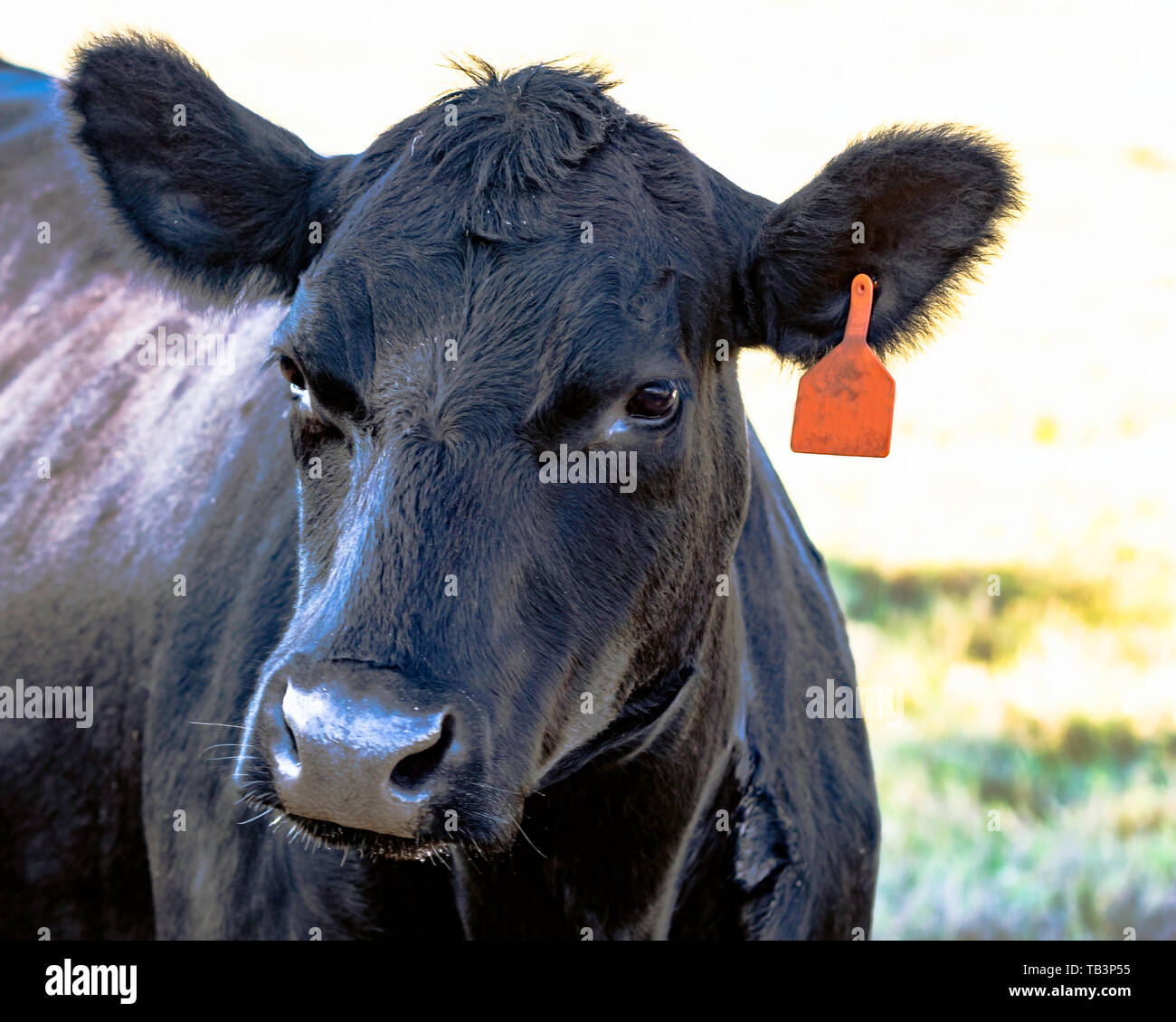 Black Angus Cow Eyes High Resolution Stock Photography and Images - Alamy