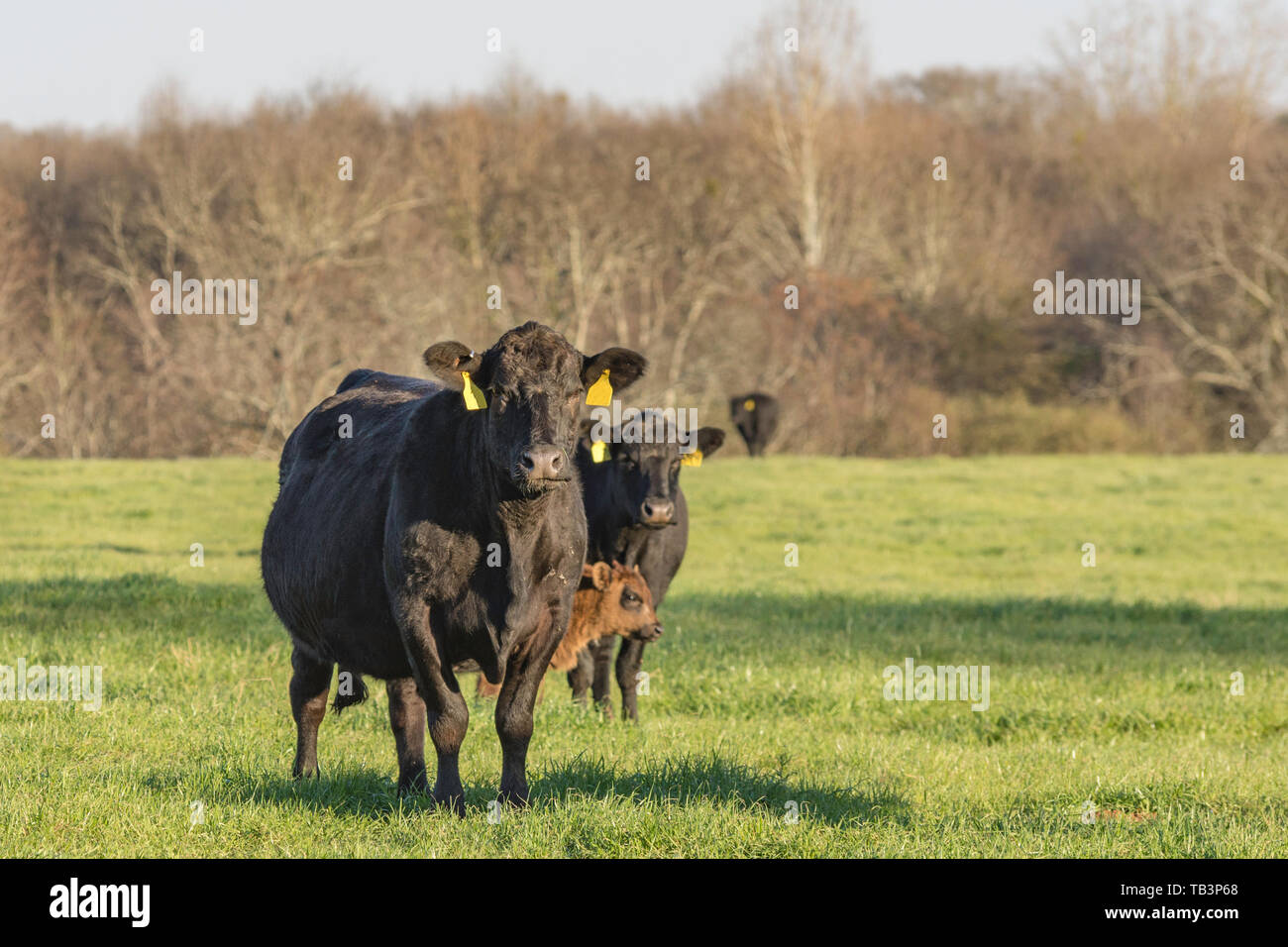 Angus cows hi-res stock photography and images - Alamy