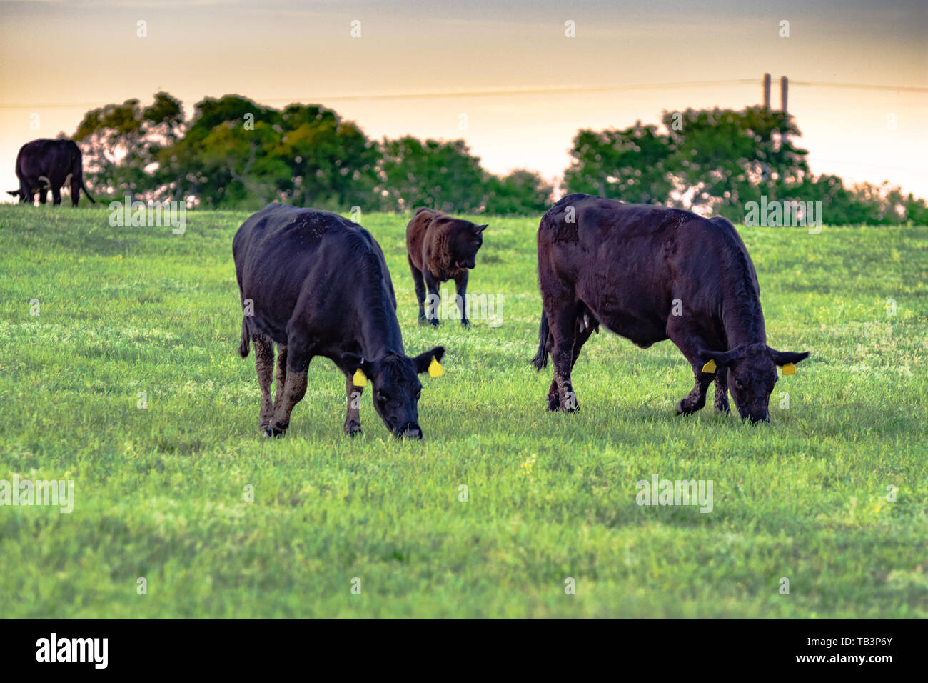 Angus crossbred cattle on pasture hi-res stock photography and images ...
