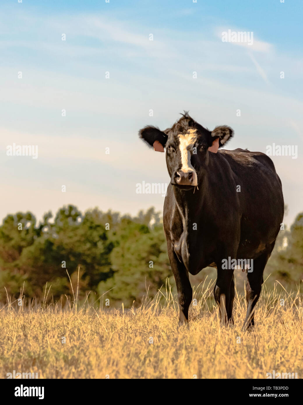Black and white crossbred Angus brood cow in vertical format Stock ...