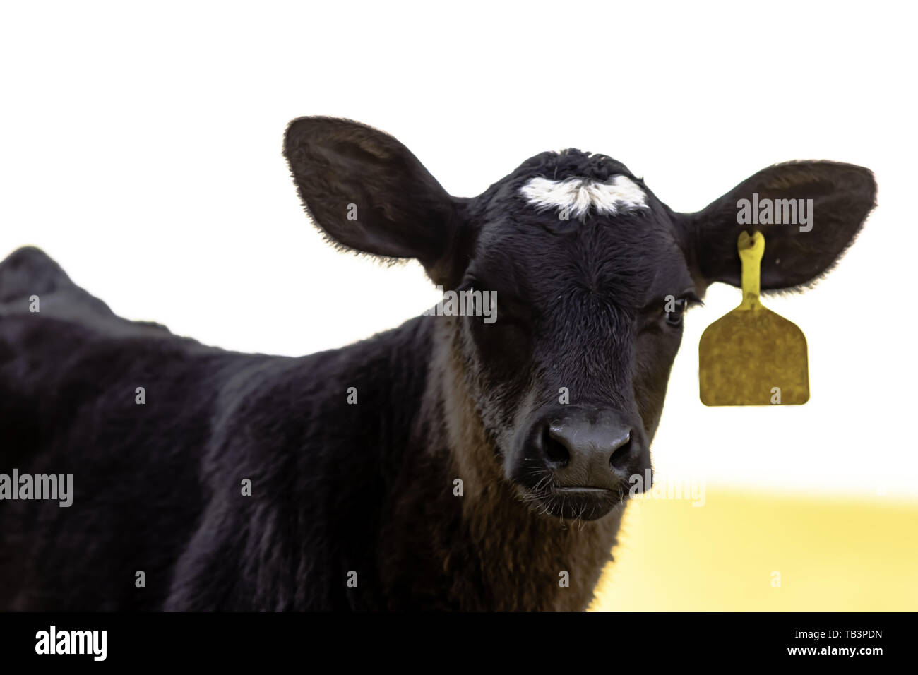 Livestock Black Angus Cows Calves High Resolution Stock Photography and ...