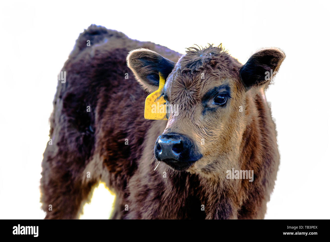 Angus cattle autumn hi-res stock photography and images - Alamy
