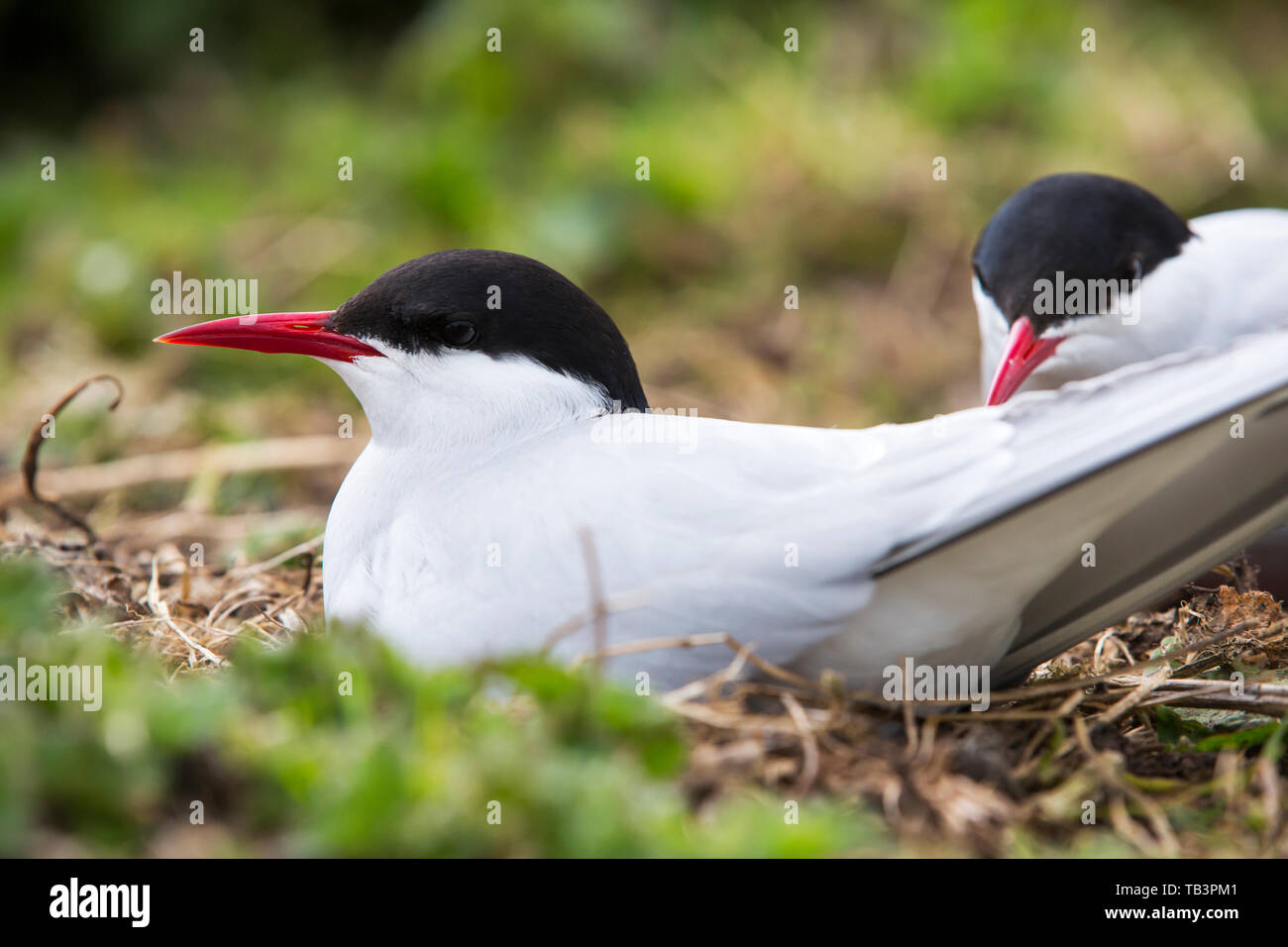 Arctic Terns, Sterna paradisaea nesting on the Farne Islands ...