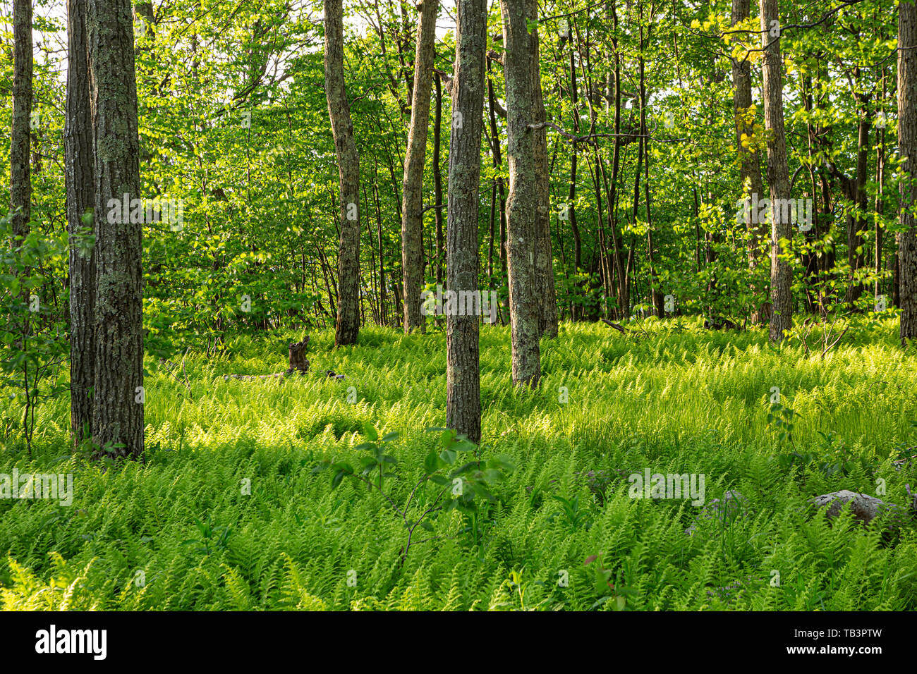 Beautiful green fern plants and trees in a national park in the state ...