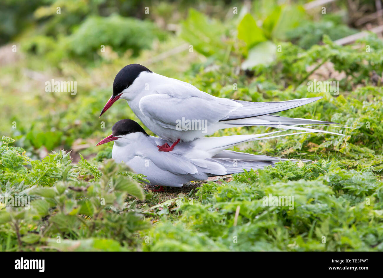 Arctic Terns, Sterna paradisaea mating on the Farne Islands ...