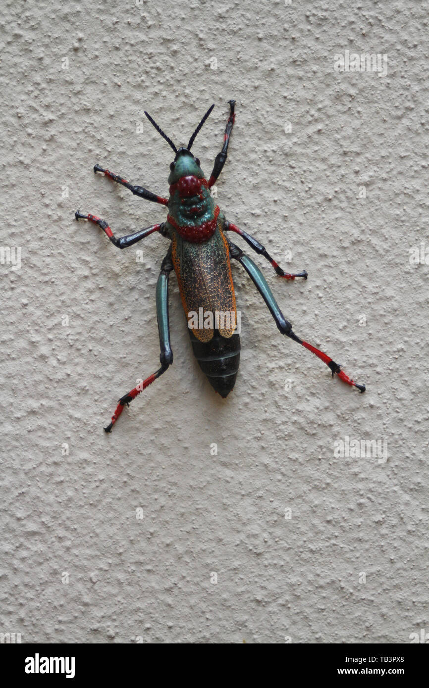 Koppie Foam Grasshopper, (Dictyophorus spumans), South Africa Stock ...