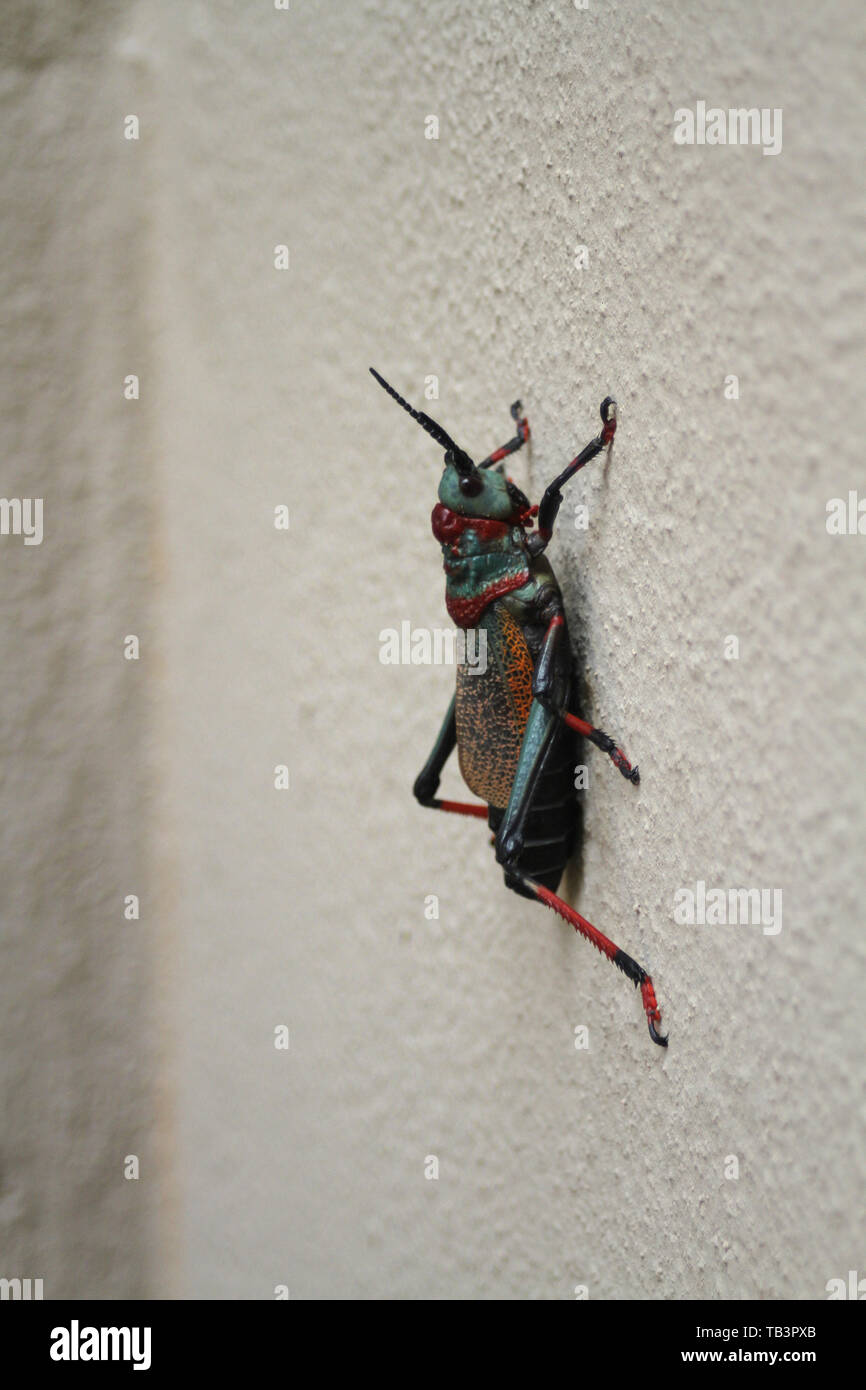 African foam grasshopper hi-res stock photography and images - Alamy