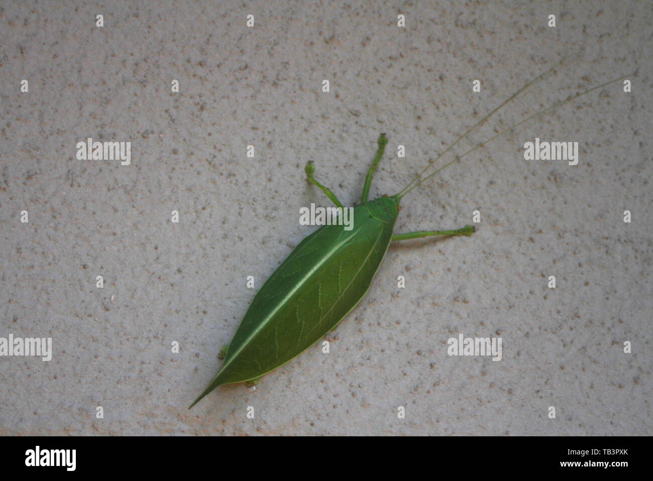 Leaf Insect, Katydids, (Tettigoniidae), South Africa Stock Photo - Alamy