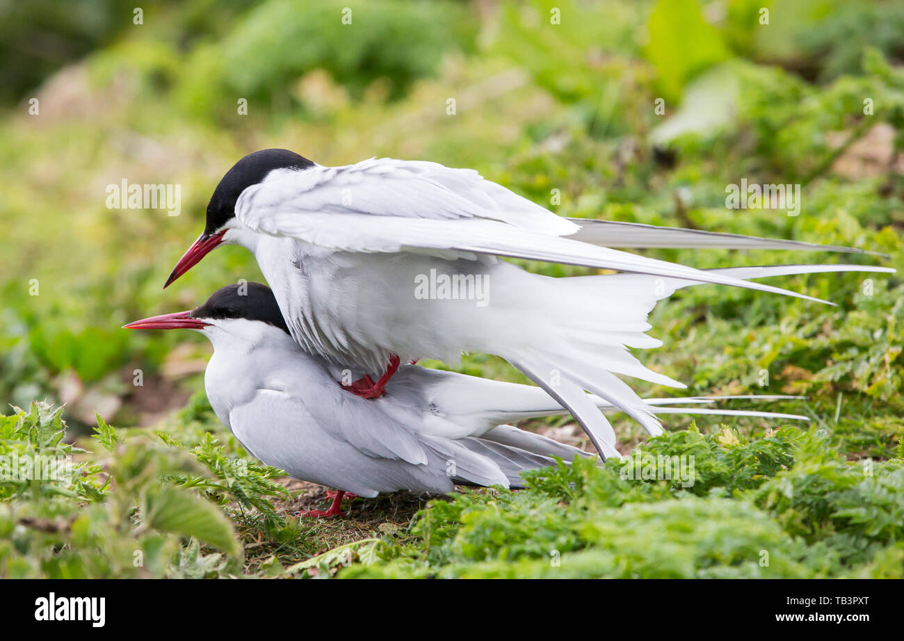 Arctic Terns, Sterna paradisaea mating on the Farne Islands ...