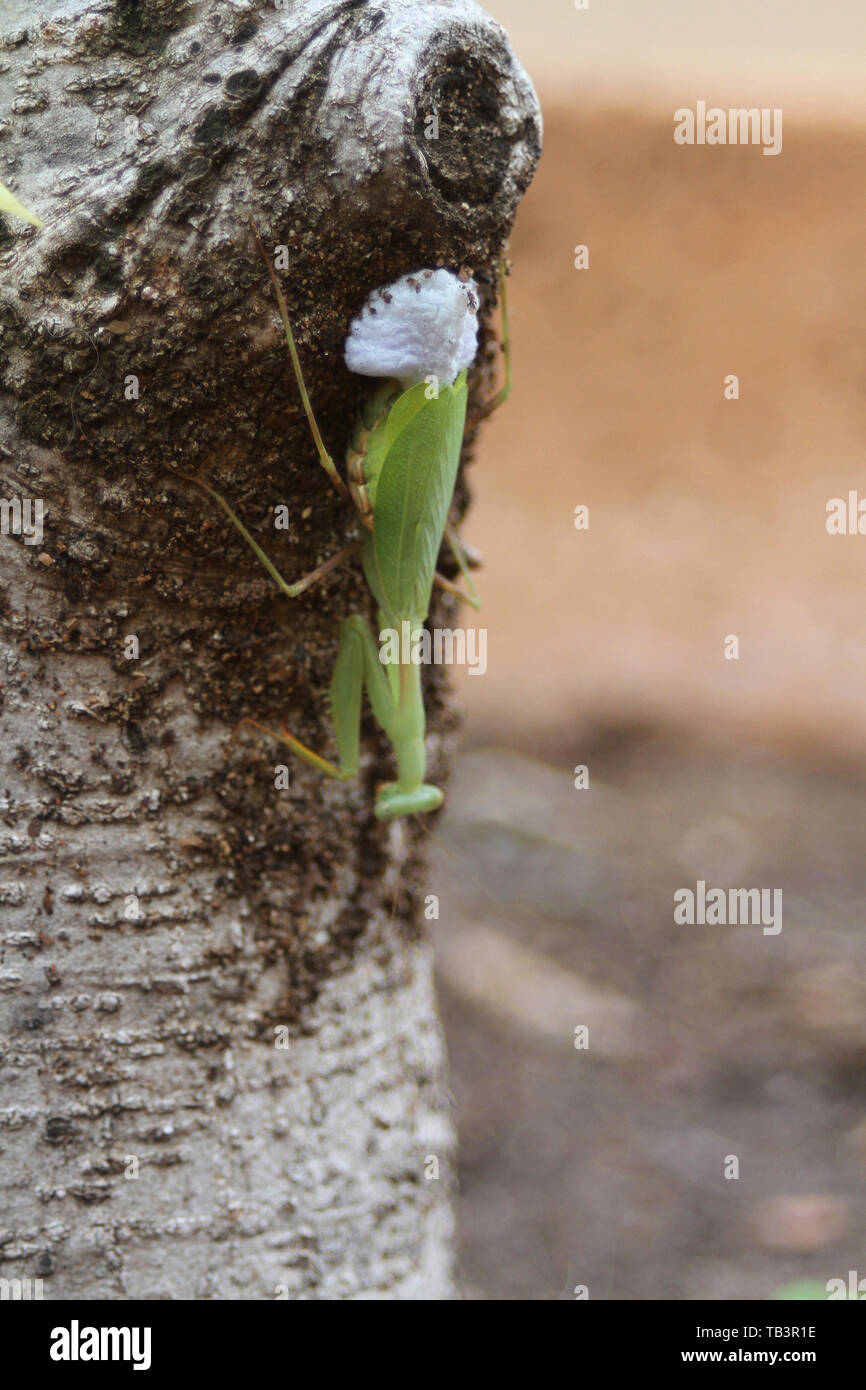 Praying Mantis Soft Egg Case
