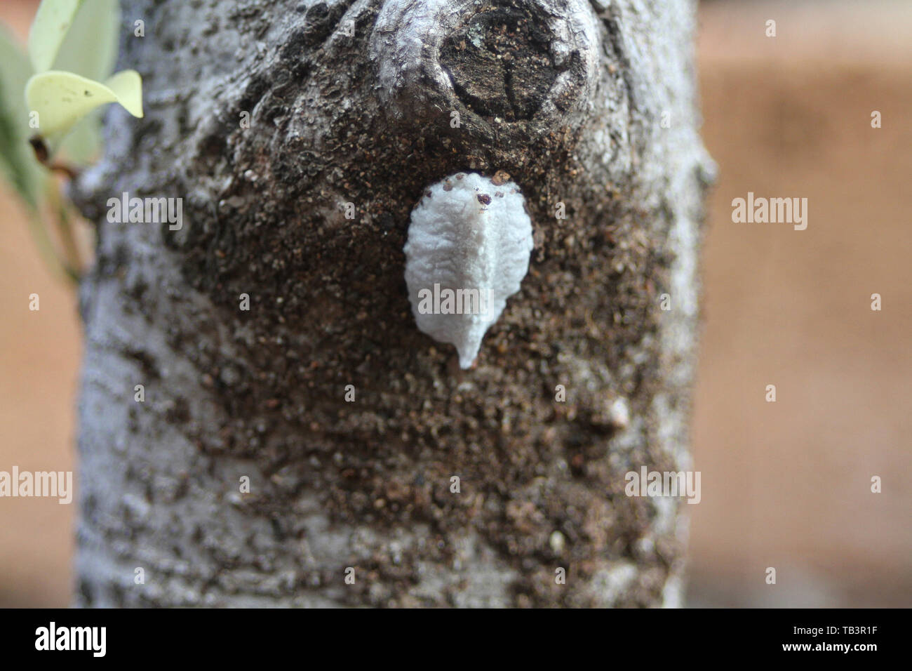 Praying mantis eggs hi-res stock photography and images - Alamy