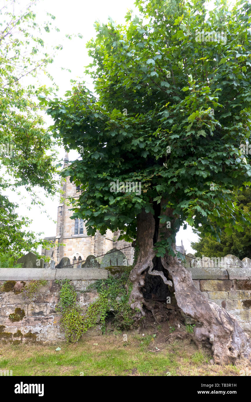 Tree grown hi-res stock photography and images - Alamy