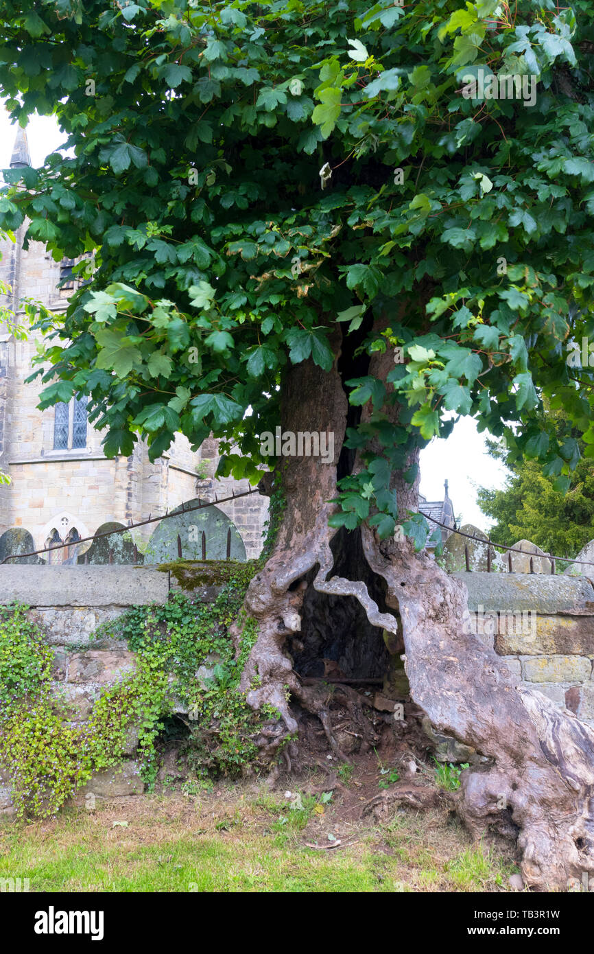 Maple tree grown over a wall Stock Photo - Alamy