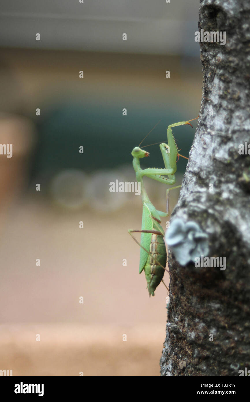 Mantodea species hi-res stock photography and images - Alamy