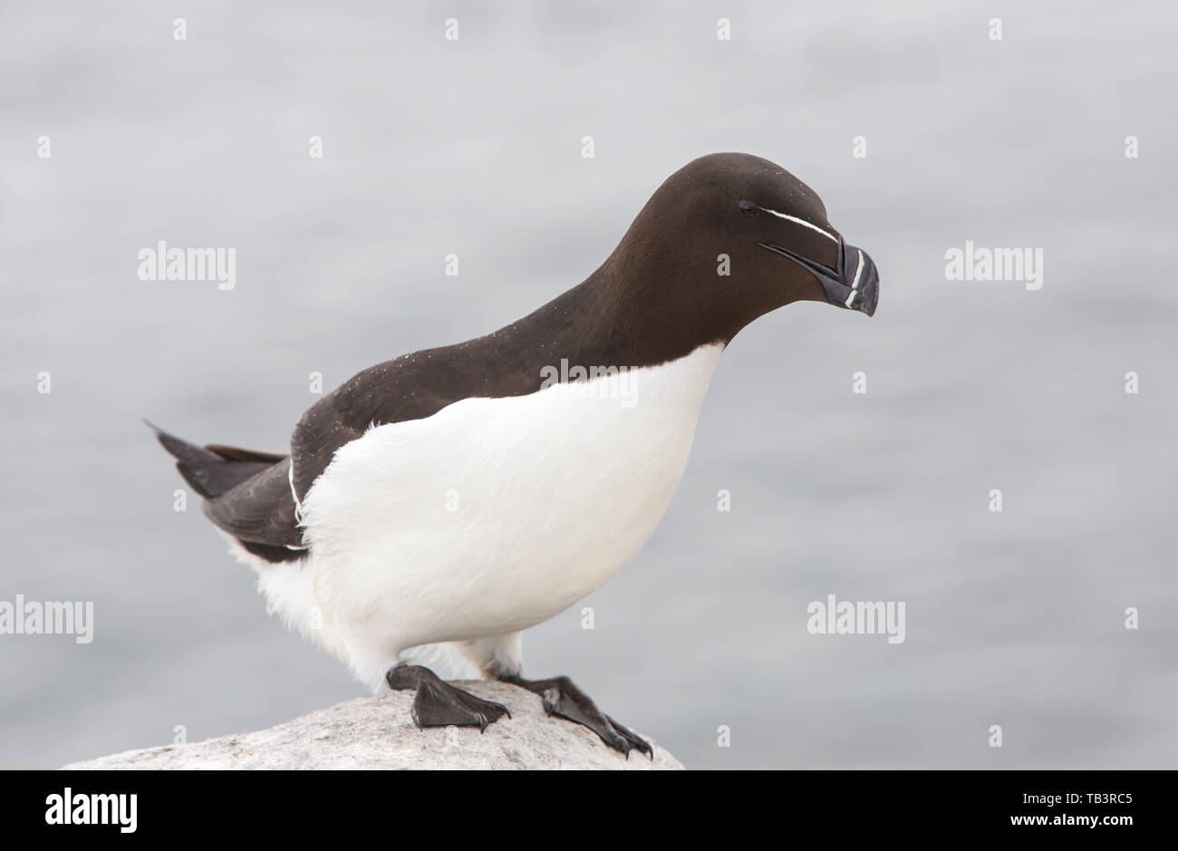 Razorbill on the Farne Islands, Northumberland, UK Stock Photo - Alamy