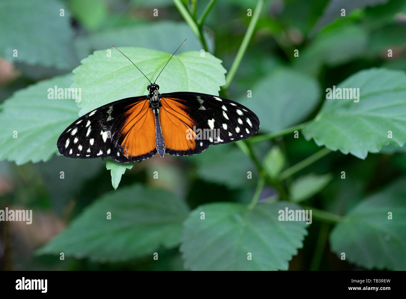 Golden longwing (Heliconius hecale), close-up of the butterfly Stock ...