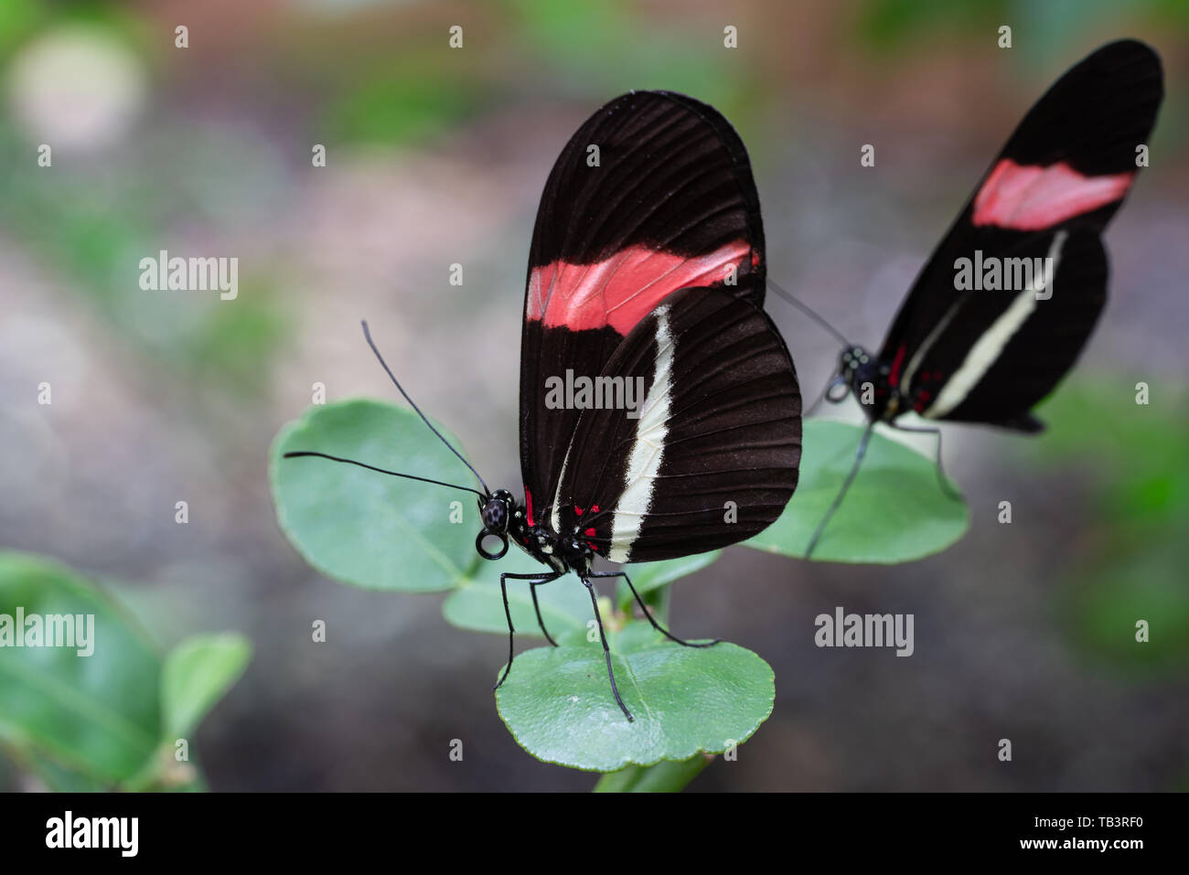 The red postman (Heliconius erato), close-up of the butterfly Stock ...