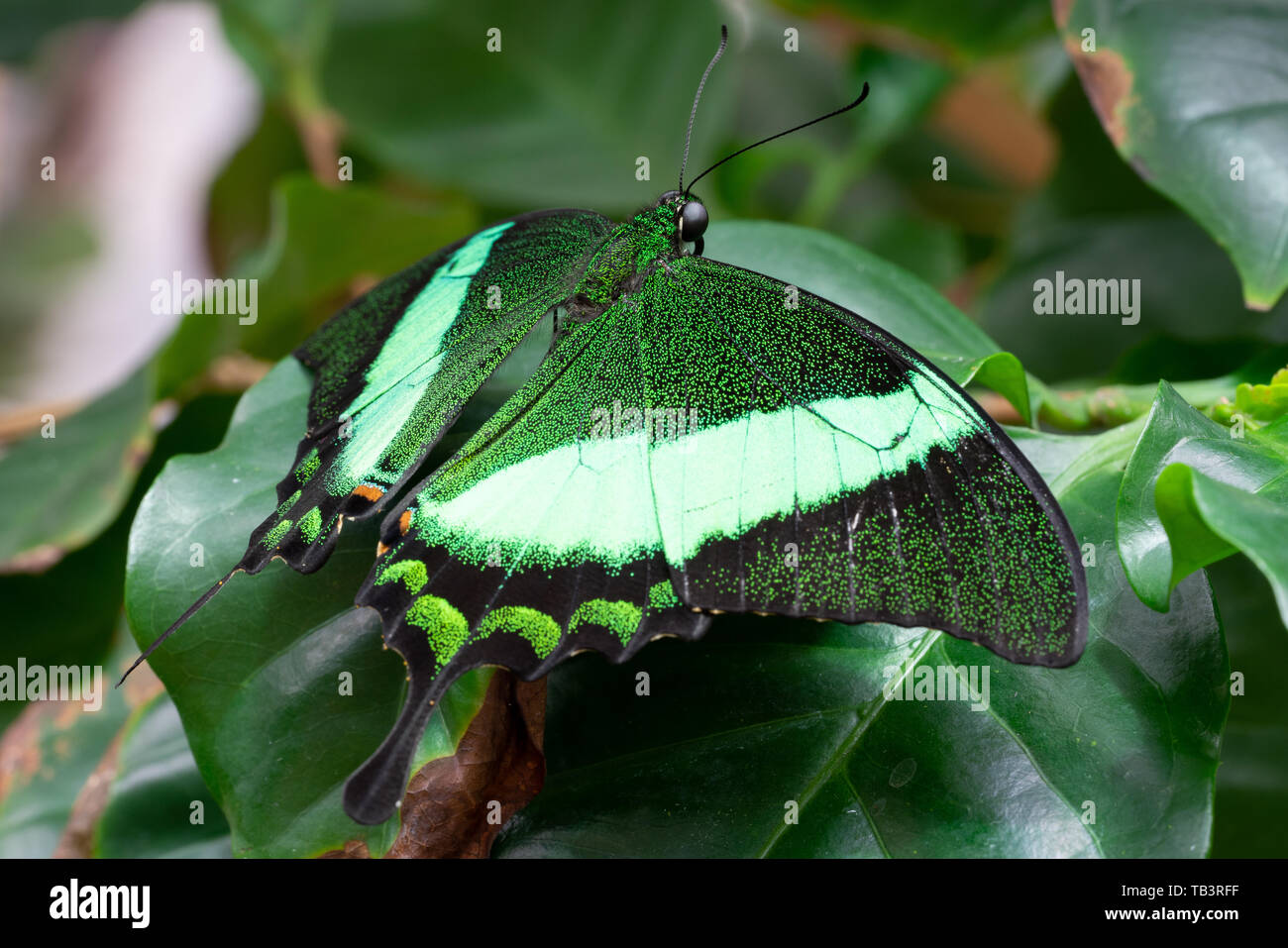 Emerald swallowtail (Papilio palinurus), close-up of the butterfly ...