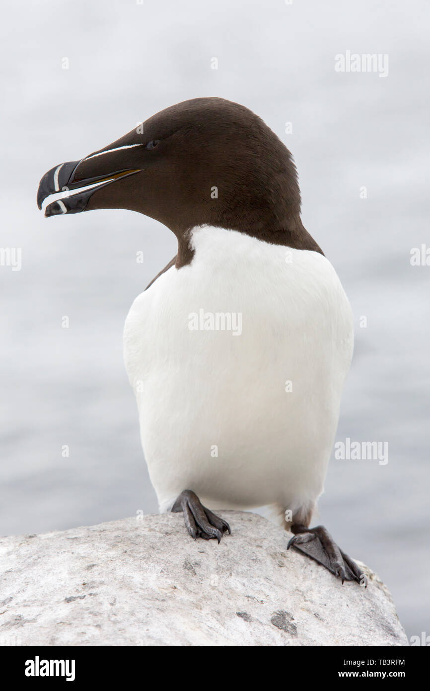 Razorbill on the Farne Islands, Northumberland, UK Stock Photo - Alamy
