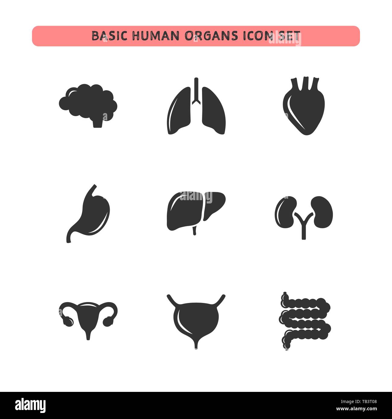Human spleen icon vector vectors Stock Vector Images - Alamy