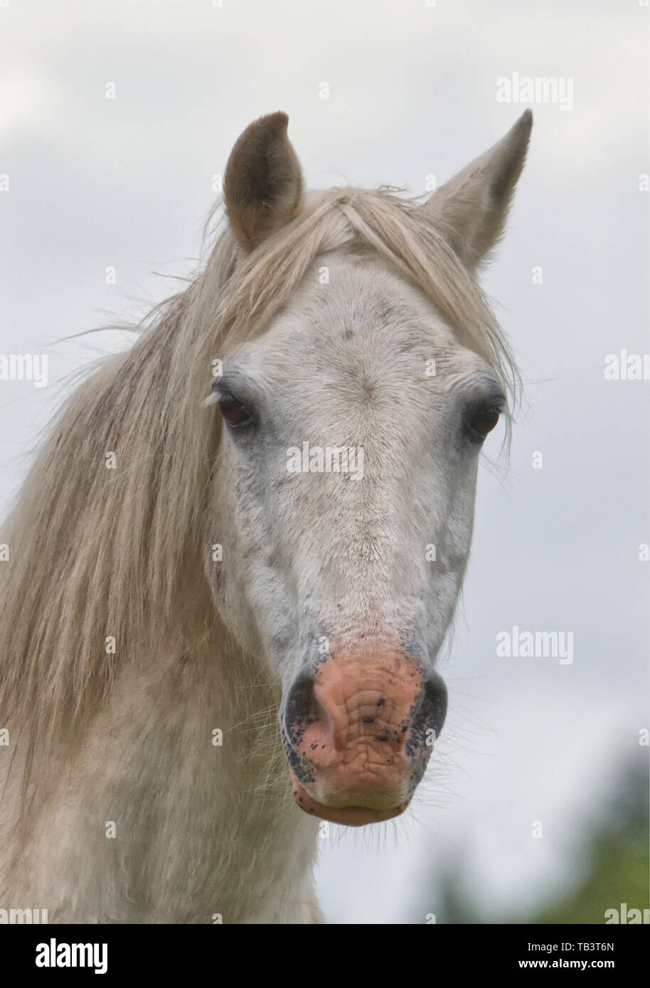 Garron hi-res stock photography and images - Alamy