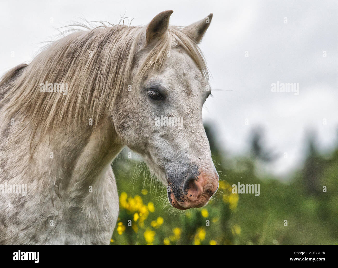 Garron hi-res stock photography and images - Alamy