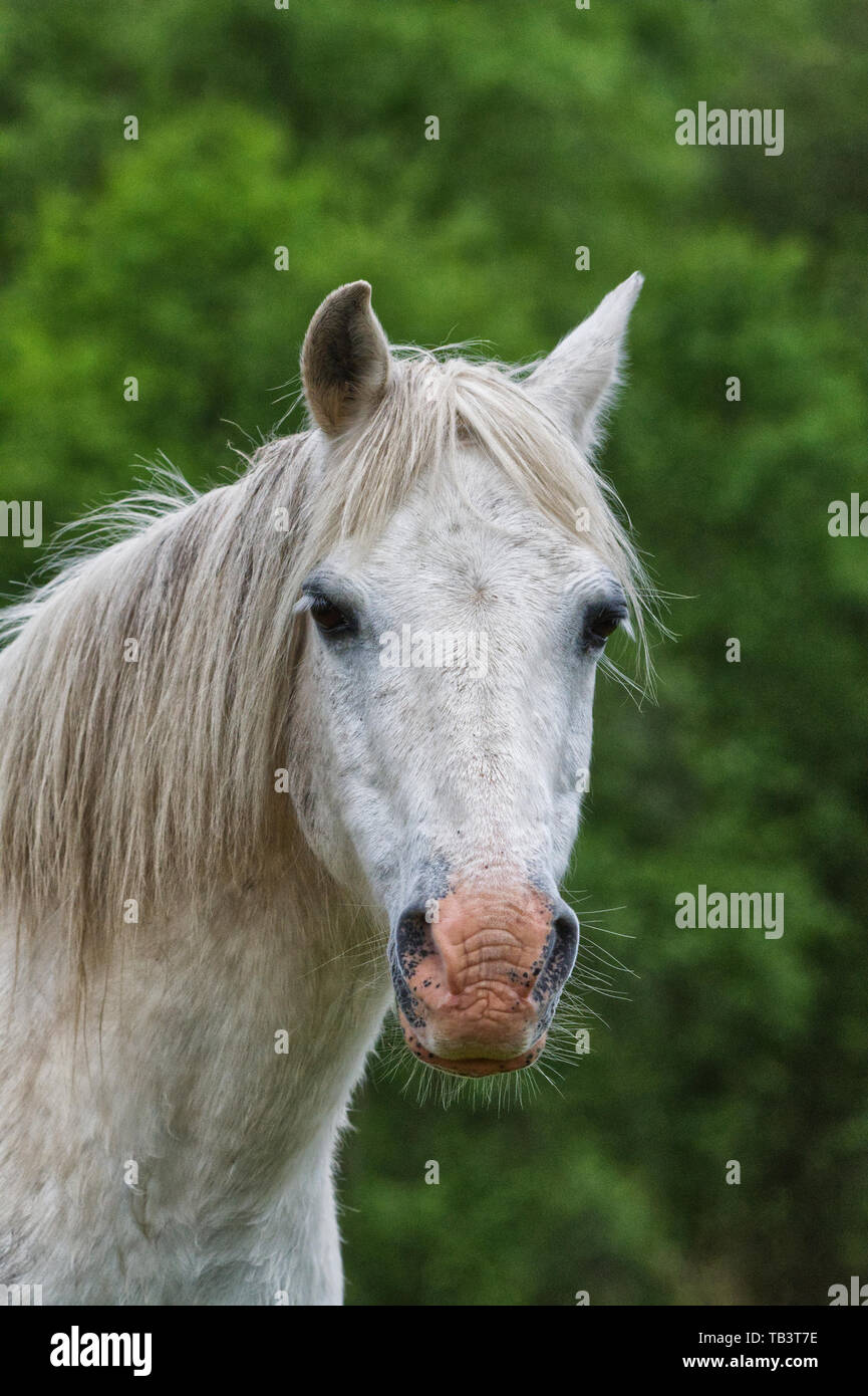 Garron hi-res stock photography and images - Alamy