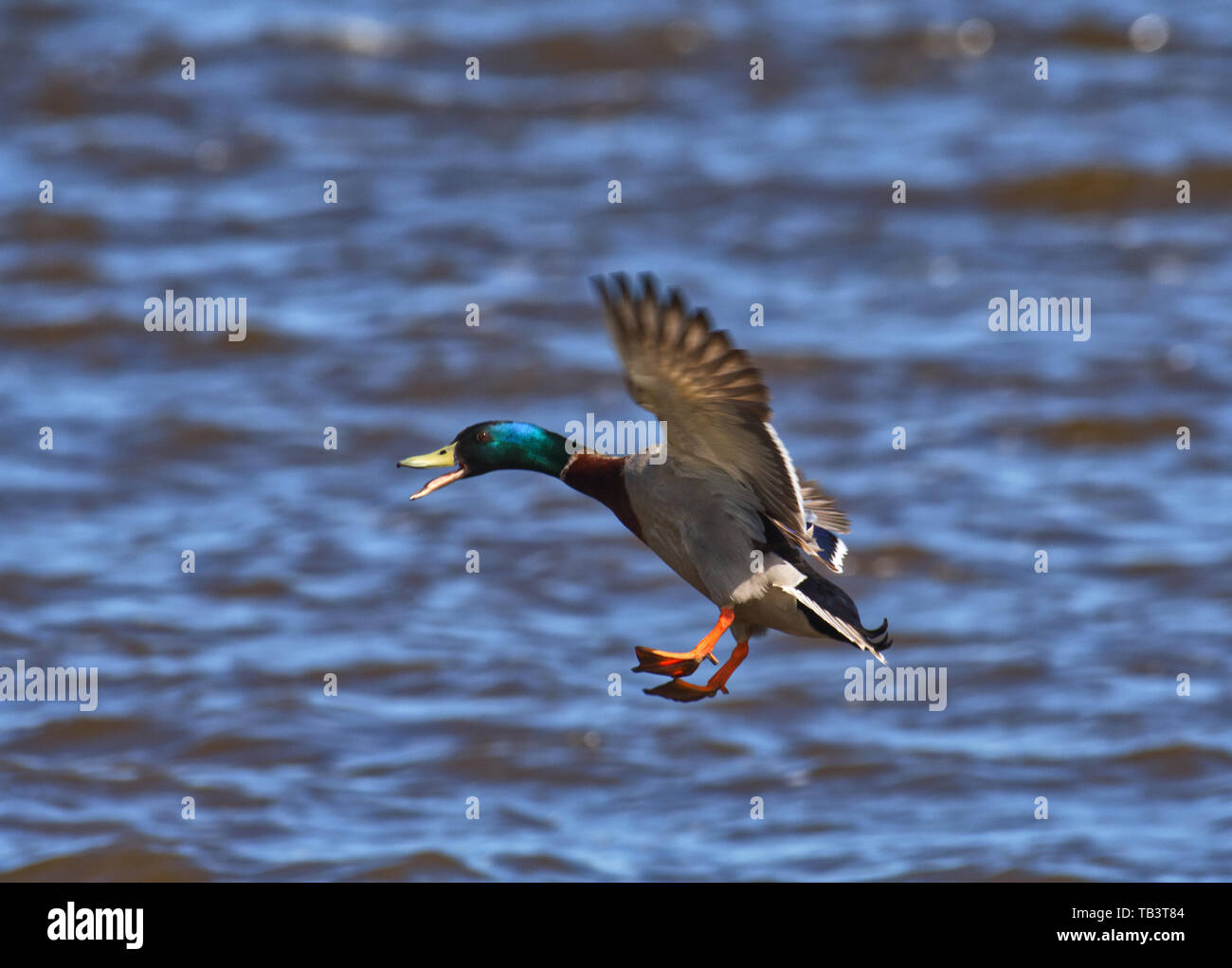 Flight waterfowl hi-res stock photography and images - Alamy