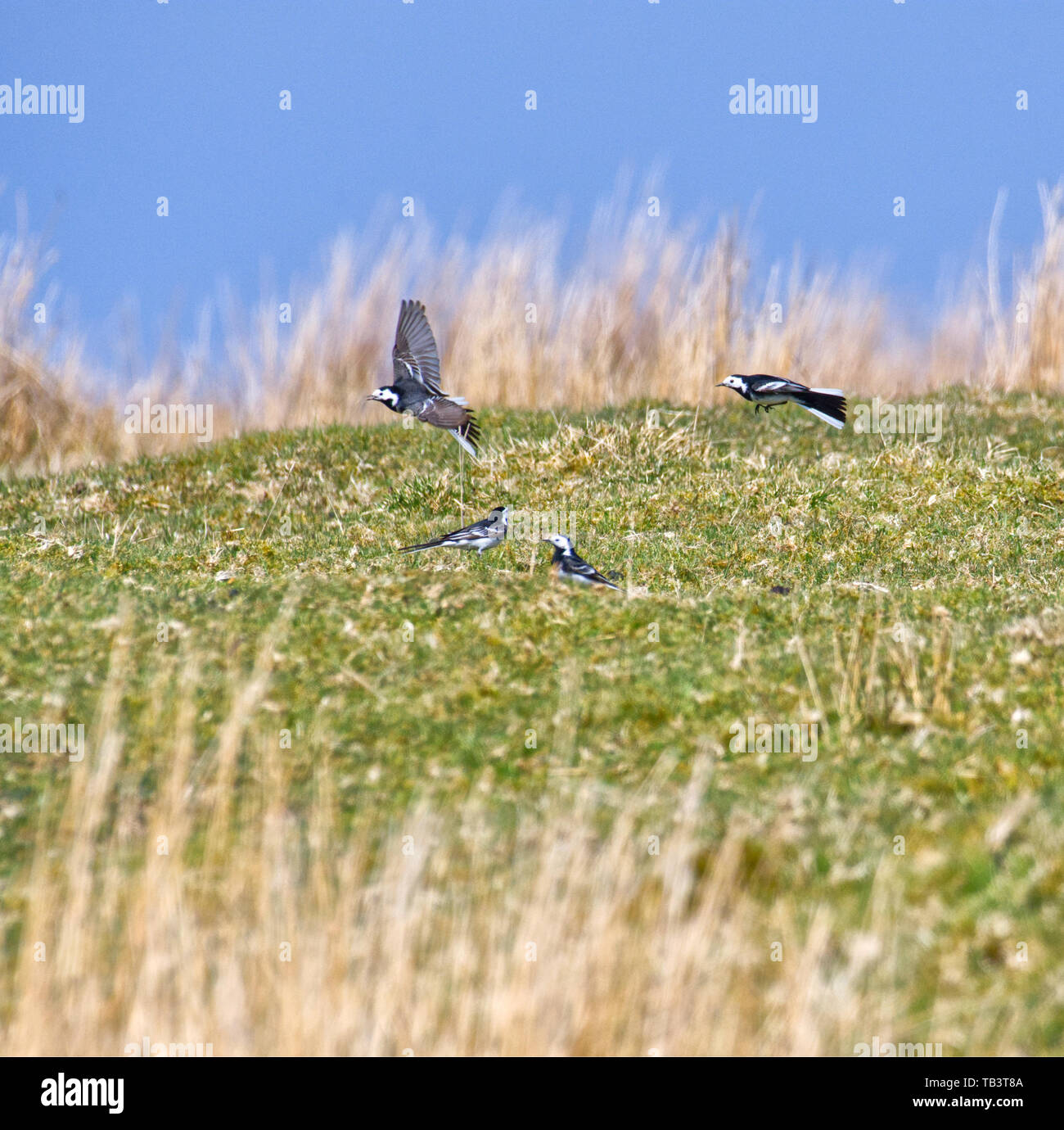 Pied wagtail in flight hi-res stock photography and images - Alamy