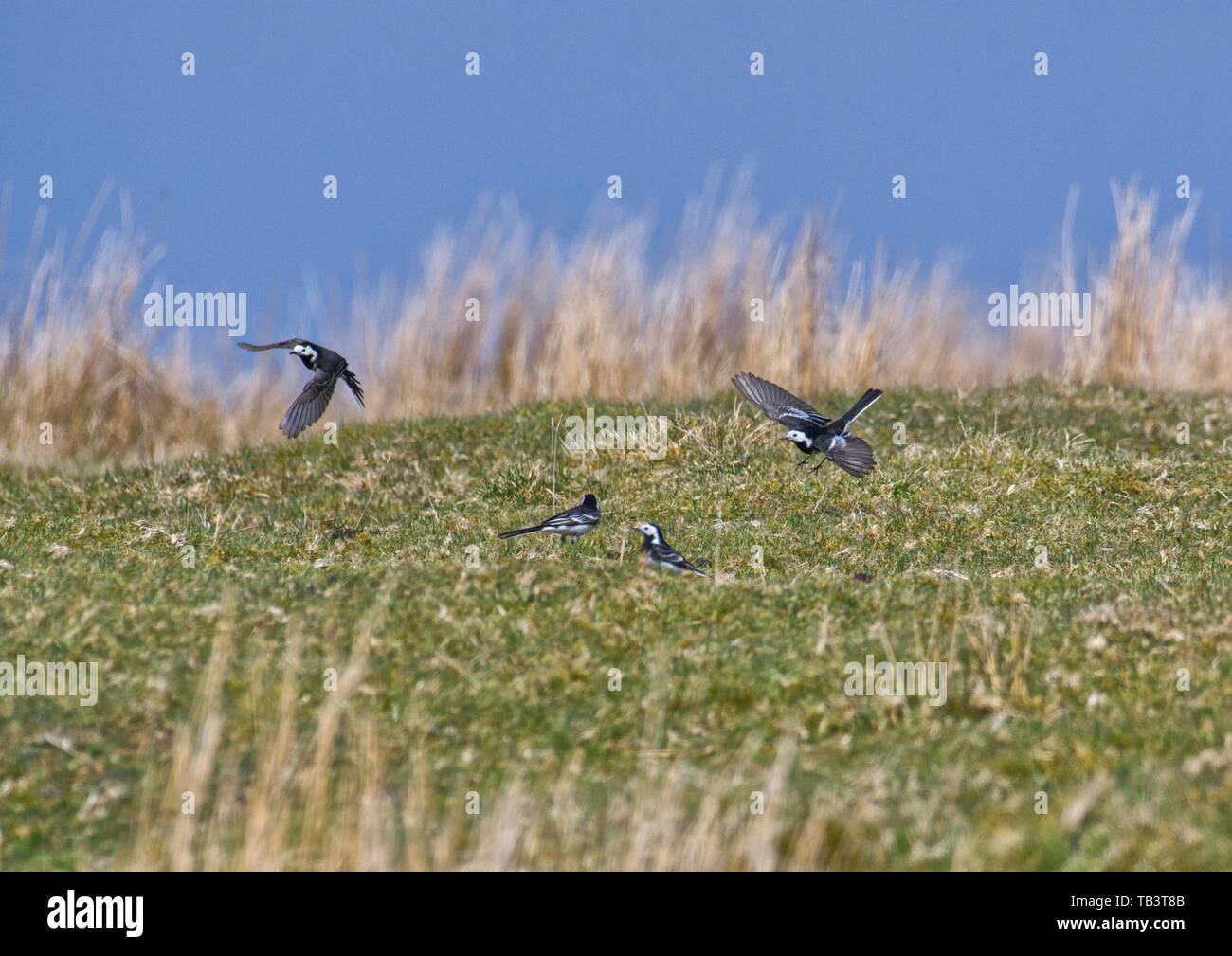 Pied wagtail in flight hi-res stock photography and images - Alamy