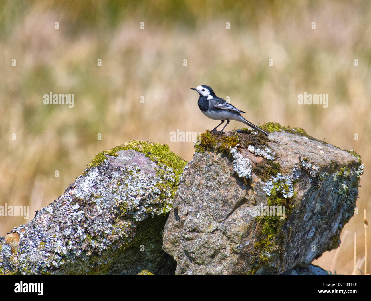 Pied wagtail in flight hi-res stock photography and images - Alamy