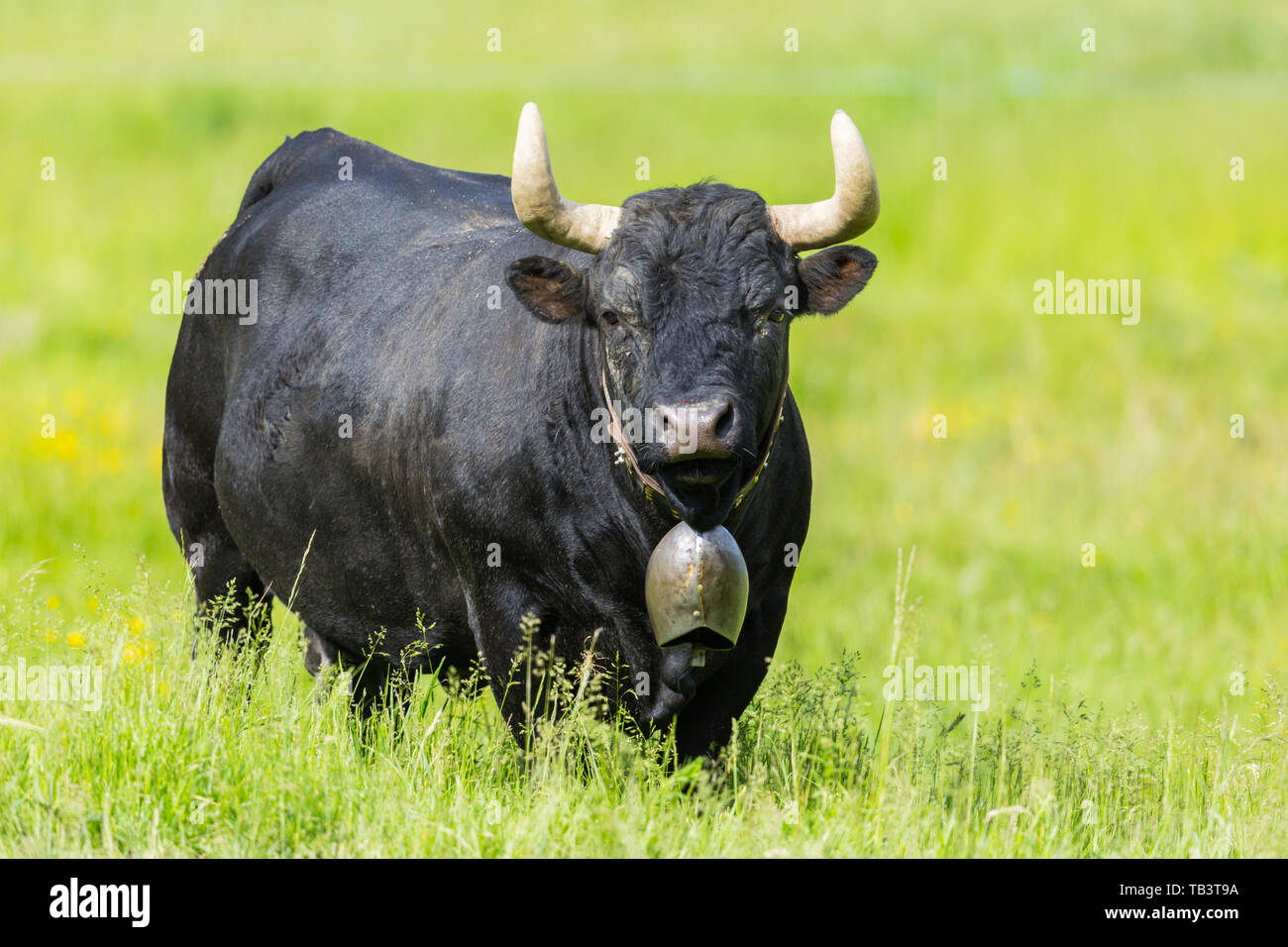 one natural black Eringer cow standing in green pasture Stock Photo - Alamy