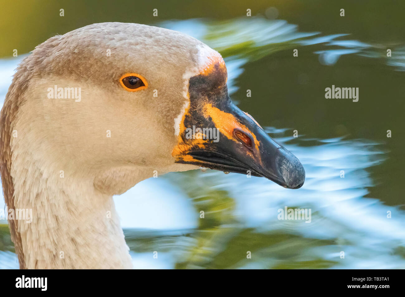 Chinese geese close up hi-res stock photography and images - Alamy