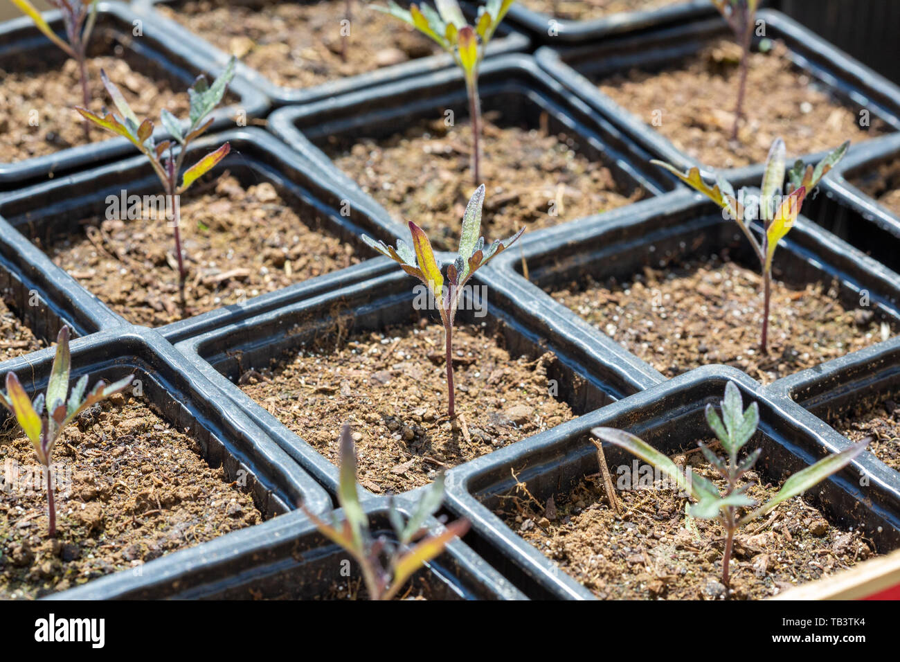 Tomato plant nursery hi-res stock photography and images - Alamy