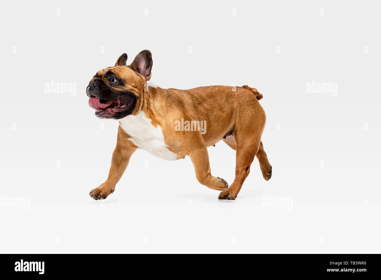 Happy Bulldog Running
